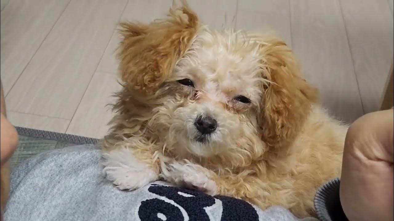 새식구를 소개합니다~ Youtube