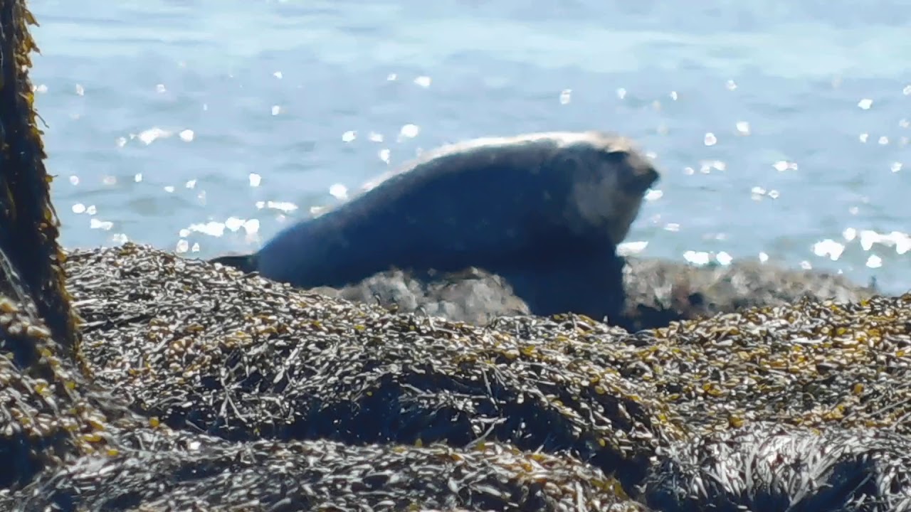 Seal/Shout out for channel: Eunice Andrea Vlogs - YouTube
