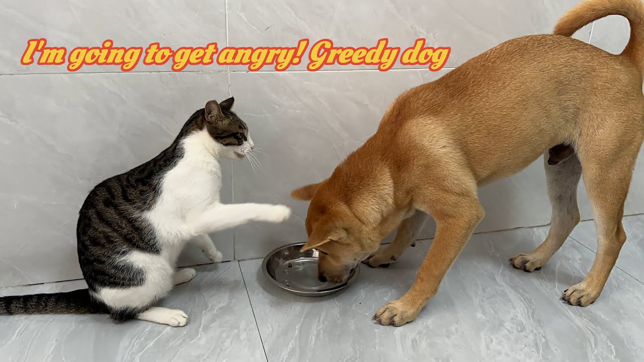 Gluttony dog stole cat food and was reported by me!The cat got angry ...
