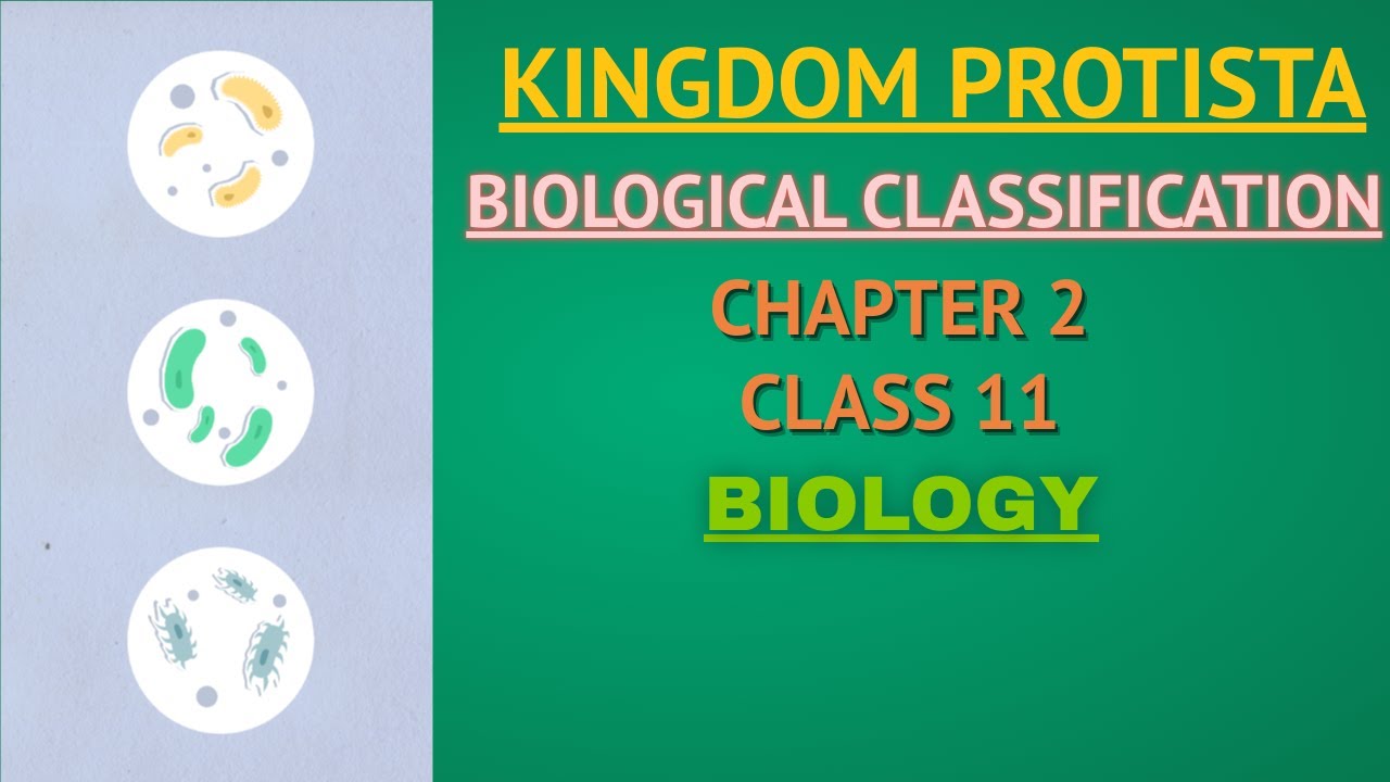 KINGDOM PROTISTA | BIOLOGICAL CLASSIFICATION | CHAPTER 2 | CLASS 11 ...
