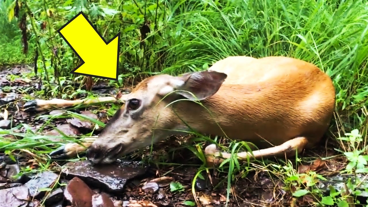 A Rescued Deer's Remarkable Recovery and the Heartwarming Surprise It ...