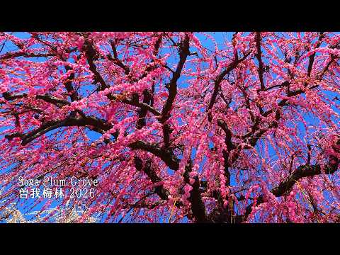 Soga Erik Bahçesi'ndeki Sarkan Erik Ağaçları ve Fuji Dağı