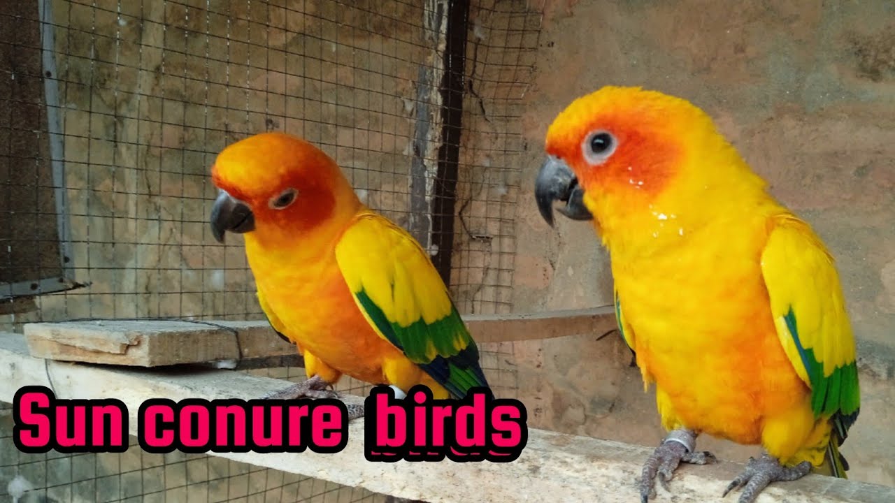 Sun conure breeding progress.2023 &tips #sun conure # Aviculture ...