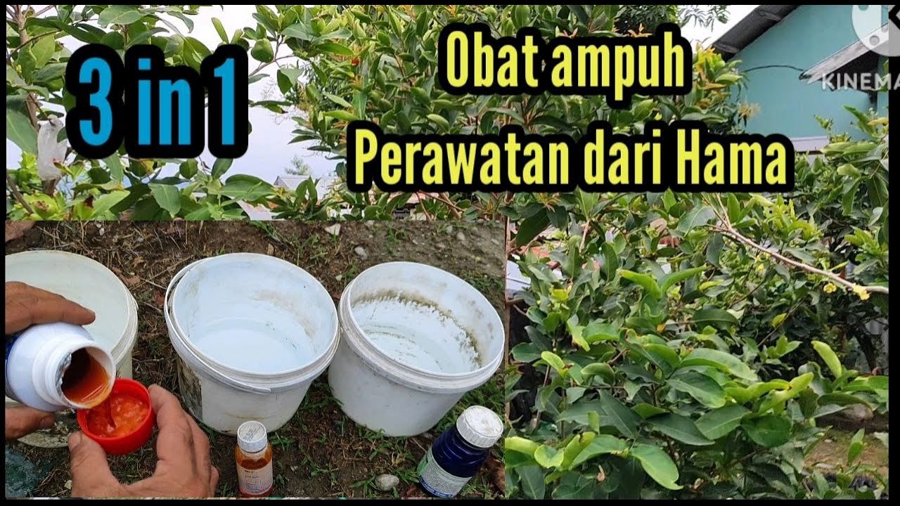 perwatan jambu air dari hama - YouTube