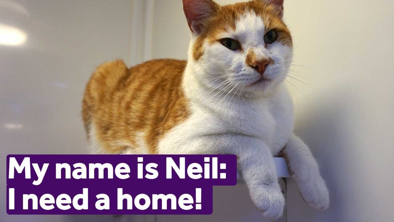 Adopt Neil | Cats | Mayhew - YouTube