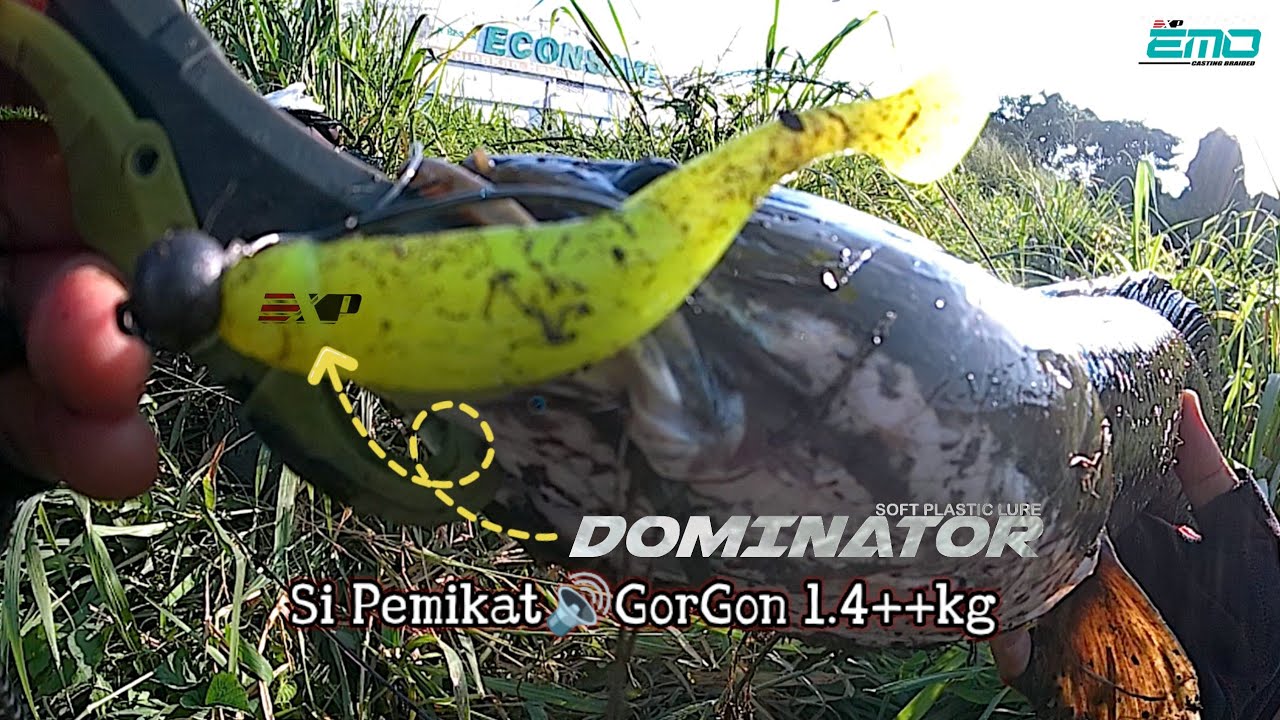 ADA LAGI GORGONZOLA KAT SPOT NI || SOFTLURE ADA BUNYI || EXP DOMINATOR ...