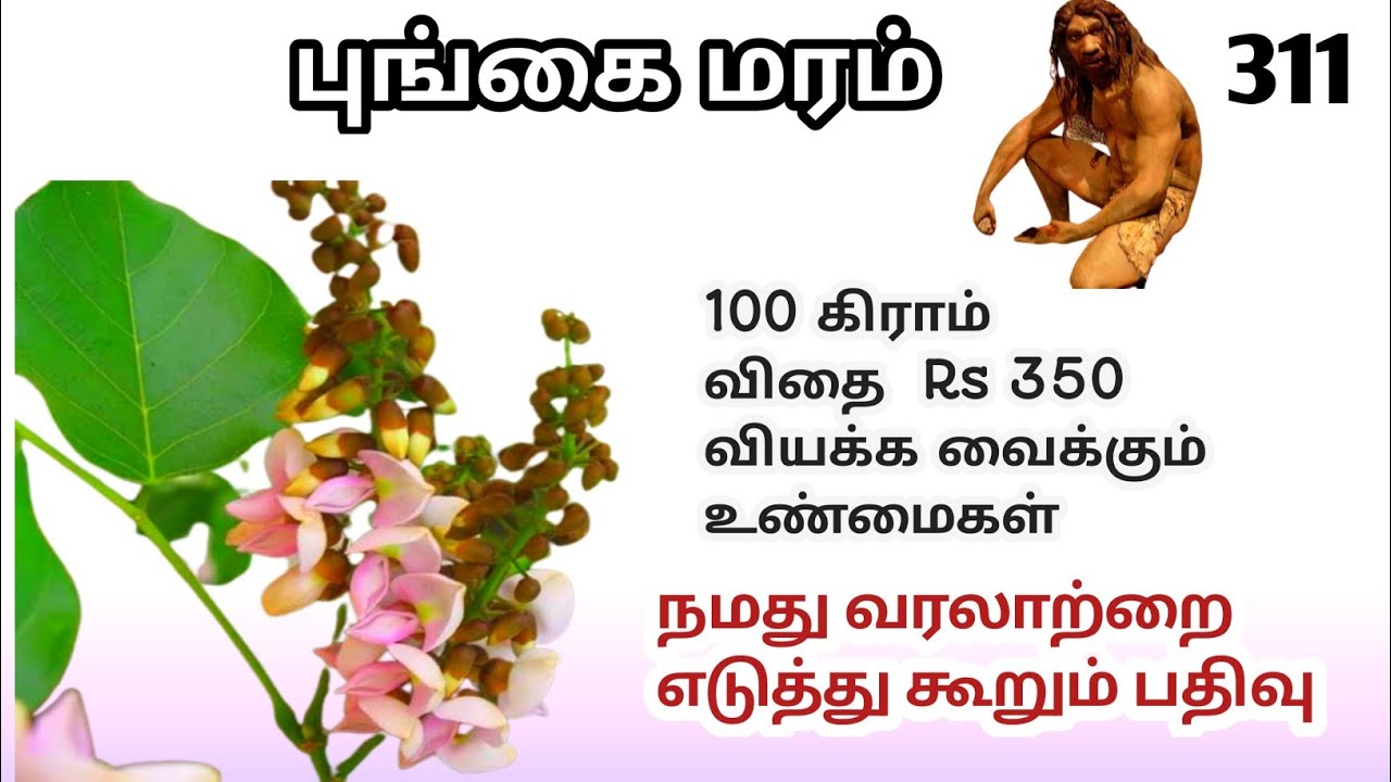புங்கை மரம்/புங்கு/Pungai maram/Millettia pinnata/Mooligai manithan ...