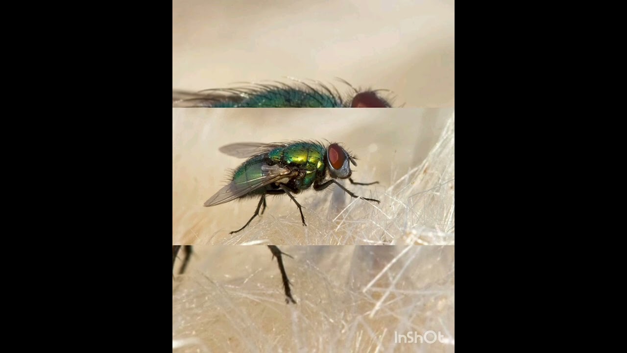 La mosca y la abeja || Iván Iturra Contreras - YouTube