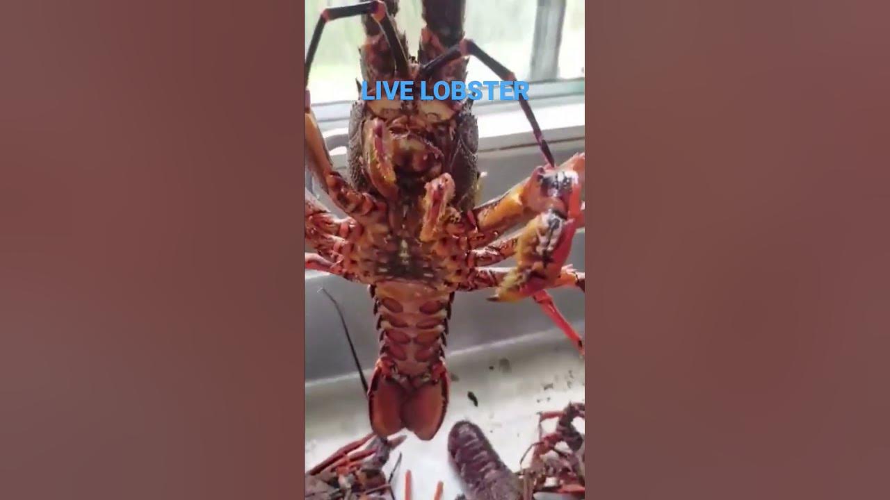 Live Lobstermalalaking Hiponshort Youtube