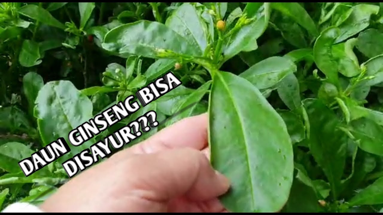 Daun Ginseng Yang Kaya Manfaat | BUTANI CHANNEL - YouTube