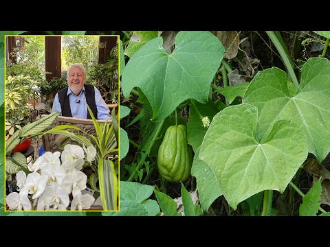CHAYOTE, CHRISTOPHINE OU CHOUCHOU GRIMPANTE EXUBÉRANTE AUX FRUITS ...