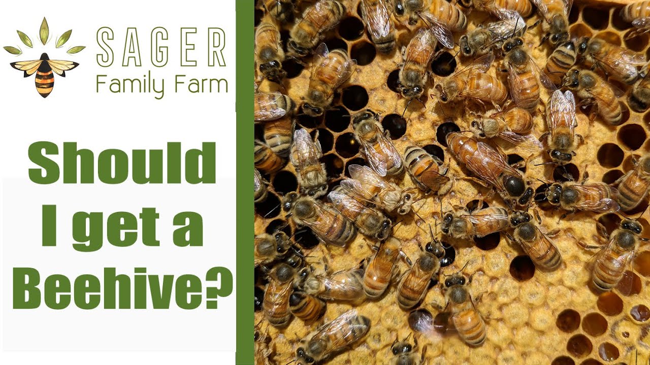 Should I Get A Beehive? | Sager Family Farm - YouTube
