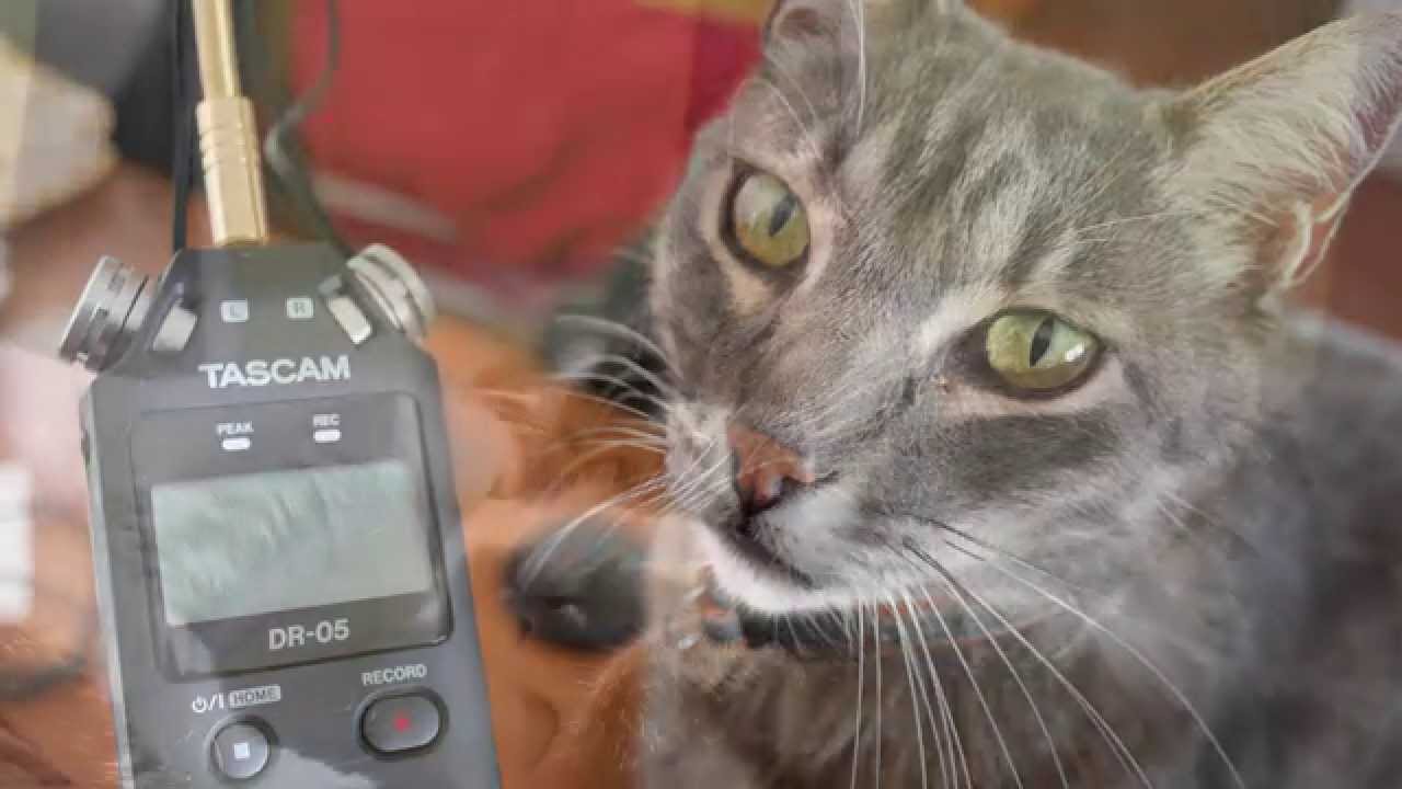 ASMR - Cats purring and grooming - YouTube