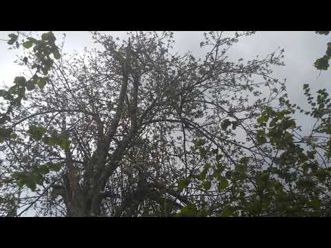 Çiçek Gibi Tazecik