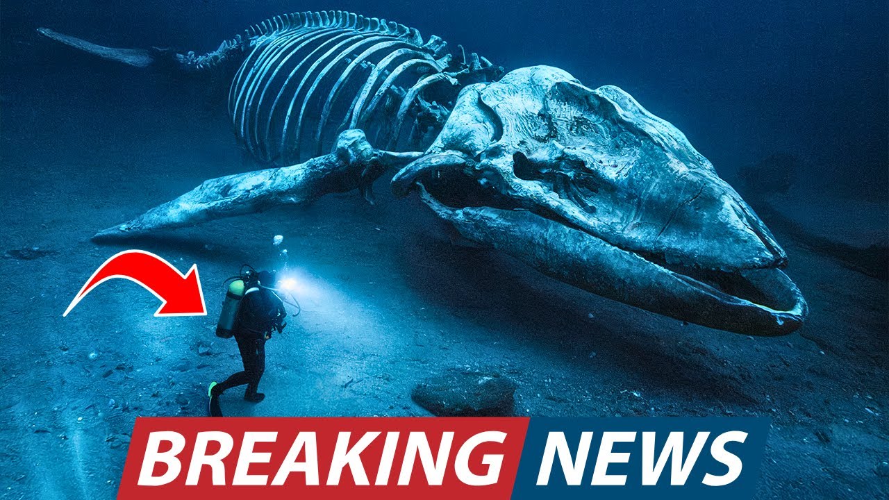Experts JUST Confirmed That They Found the Largest Ever Sea Creature ...