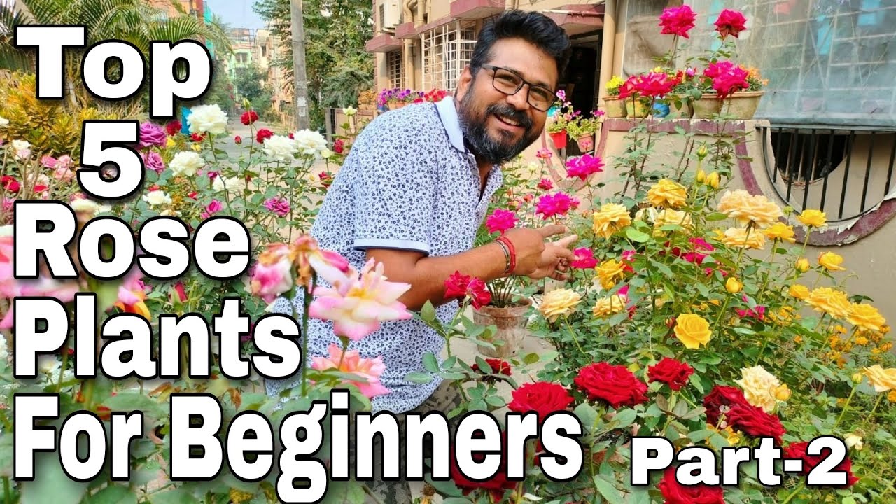 Top 5 Rose Plants For Beginners (part 2) - YouTube