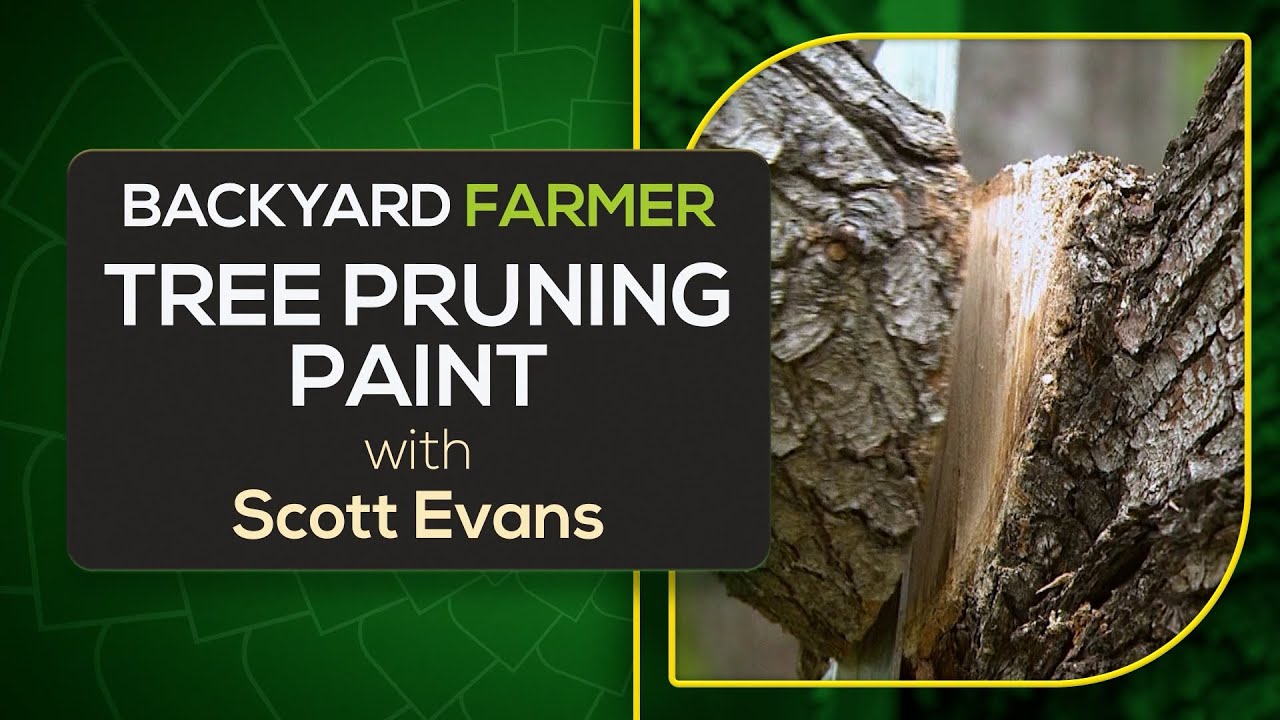 Tree Wound Paint: When to Use It (and When NOT to) - YouTube