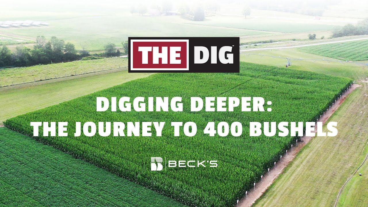 Digging Deeper: The Journey to 400 Bushels | The Dig - YouTube