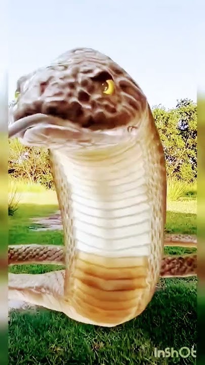 # trending # snakes # shorts # Vidio !! real // 🍉 - YouTube