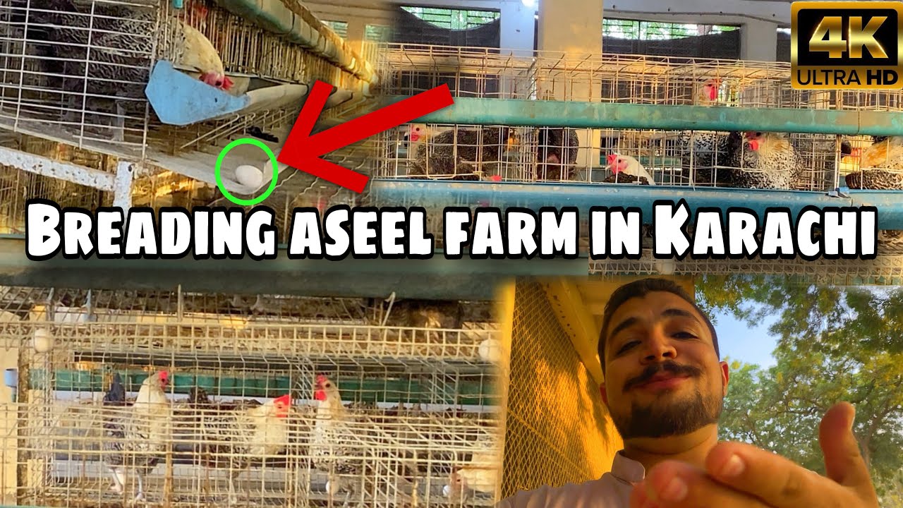 Breading aseel farm in Karachi 😍 - YouTube