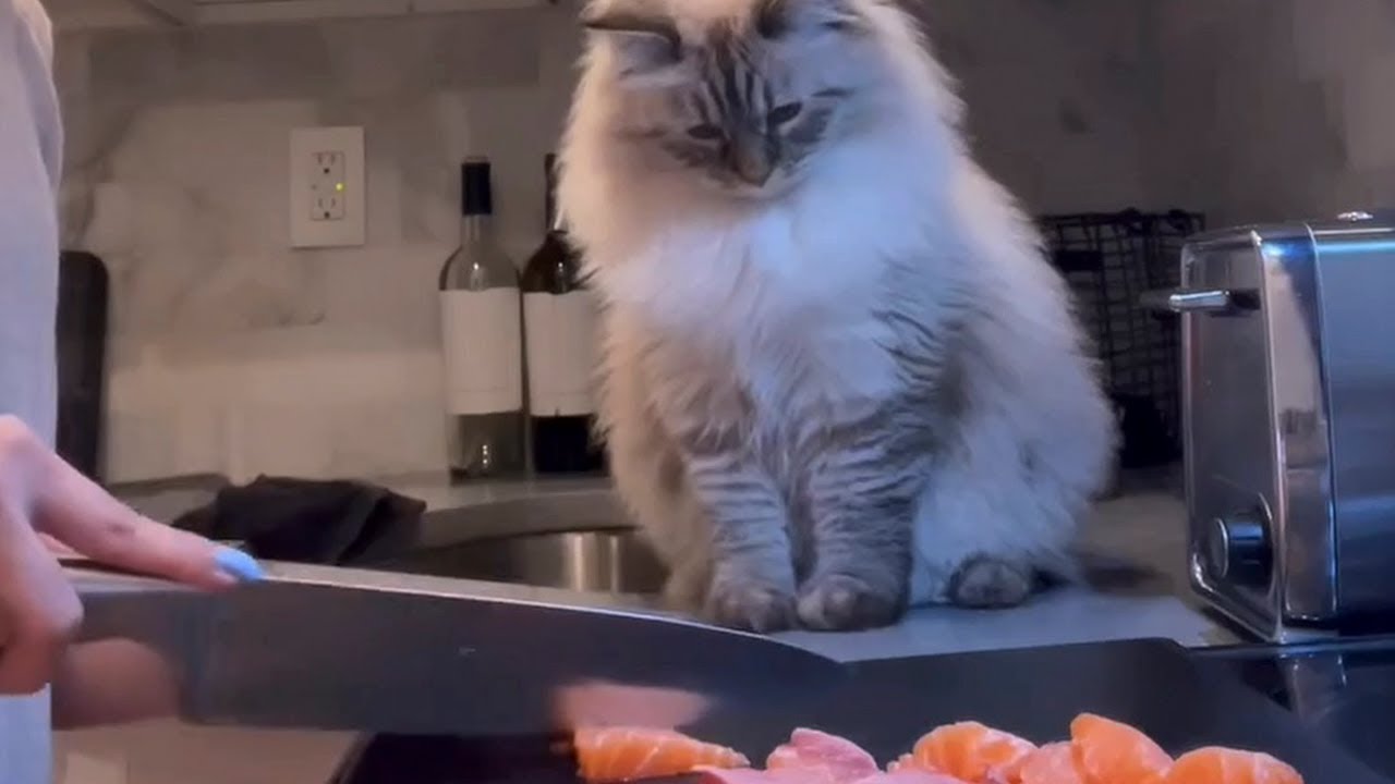 Do you want to cook with this cat? Yes, Chef! Please teach me. - YouTube