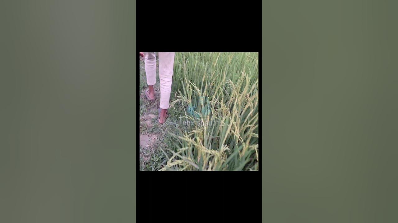 সত্যিকারের ভালোবাসা | এরকম ভালোবাসা পেতে ভাগ্য লাগে | Romantic Love Story | Rox Sobuj Presents ...