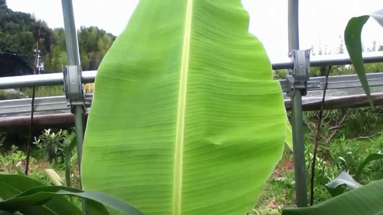 2013.07.15 デグレードが甚大だったチニチャンパ Musa Chini Champa - YouTube