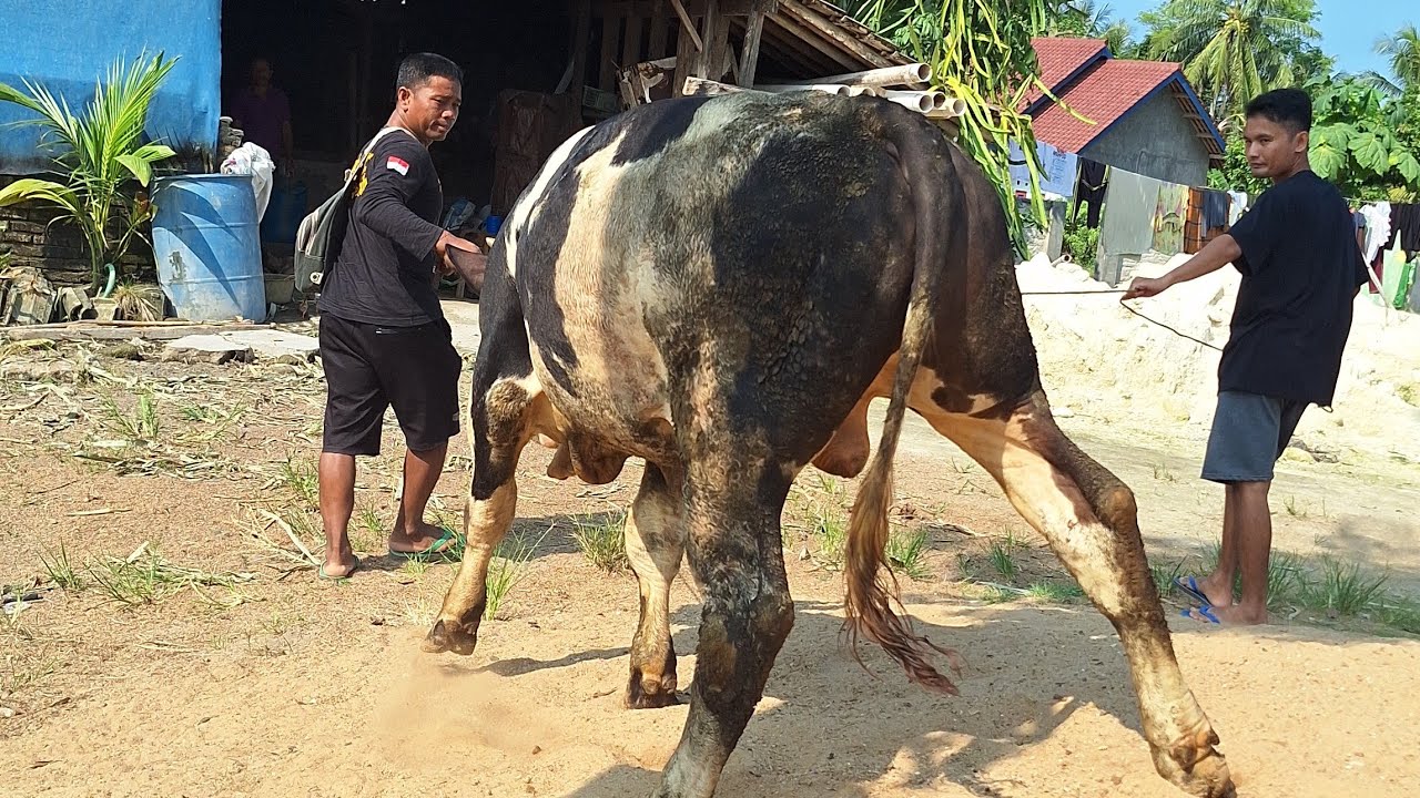 spek bakalan sapi belgian Blue super 🔥 - YouTube