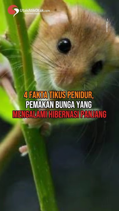 4 Fakta Tikus Penidur, Pemakan Bunga yang Mengalami Hibernasi Panjang#shorts #faktaunik #tikus# ...