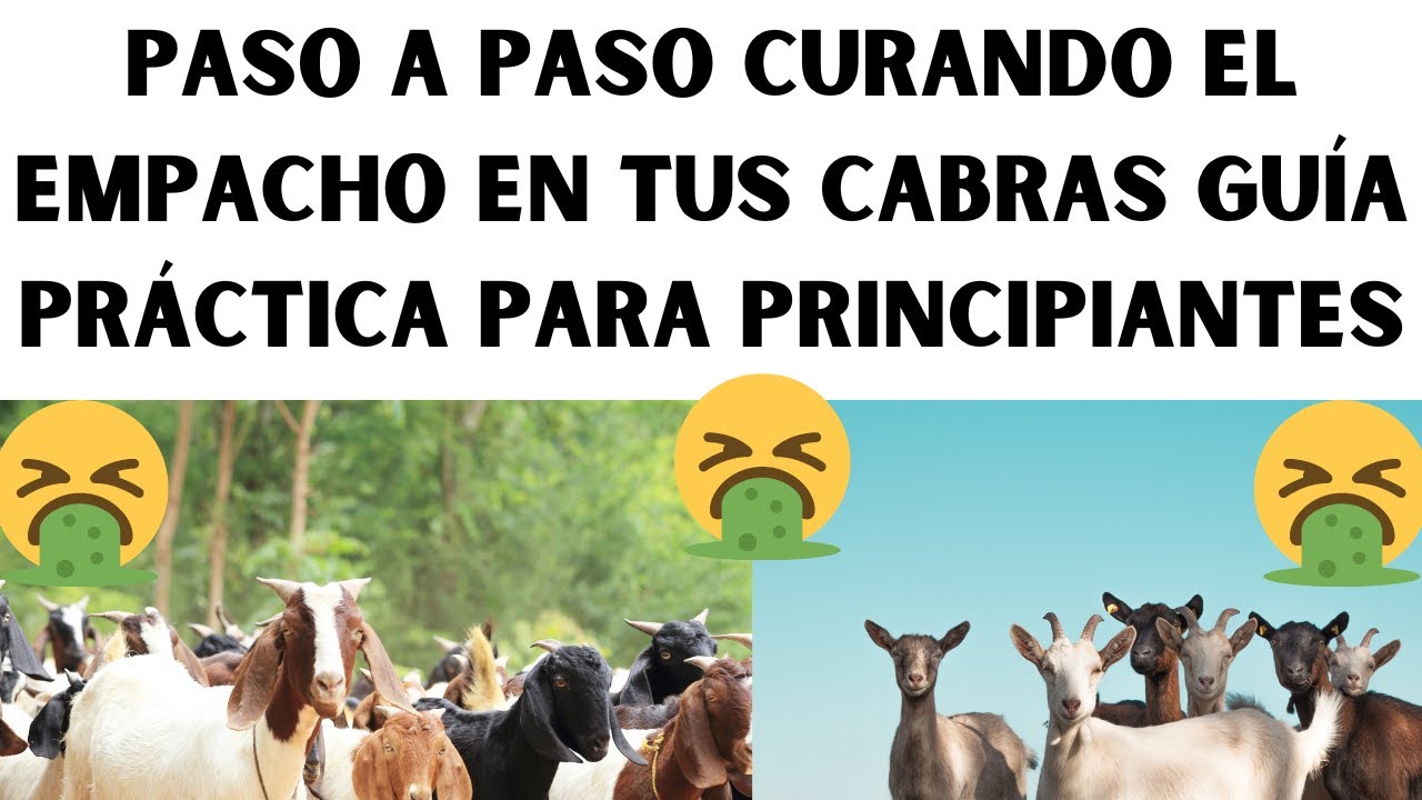 🤑📢Paso A Paso Curando el empacho en tus cabras Guía práctica para ...