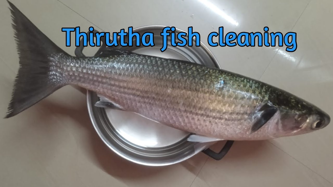 തിരുത മീൻ എളുപ്പത്തിൽ വൃത്തിയാക്കാം#Thirutha fish 🐠 cleaning - YouTube