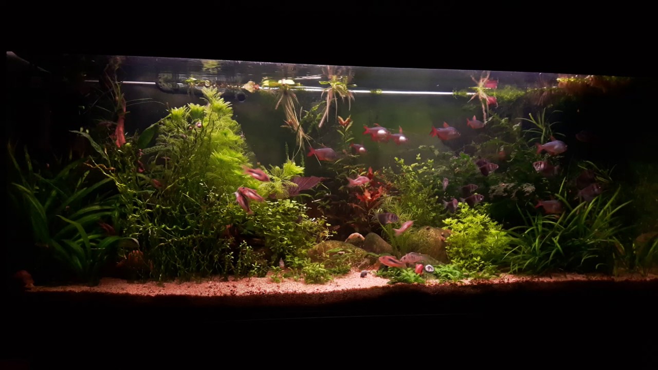 Planted community tank - YouTube