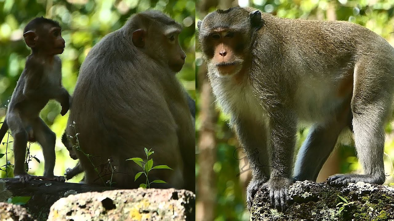 Poor Rose! Why Joey Monkey Blame On Rose When BB Vixen Jump Fall And ...