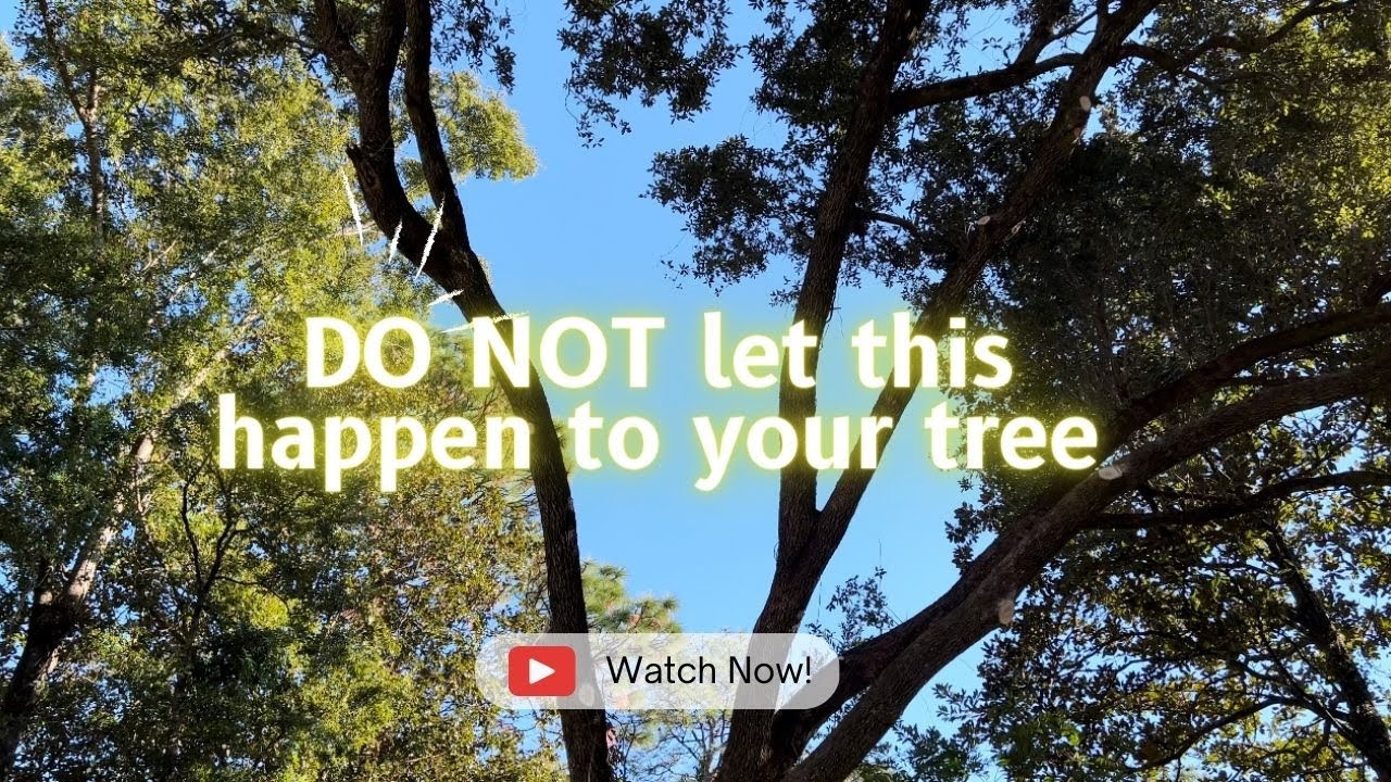 Lion Tail Pruning | DO NOT let this happen to your tree(s) #arborist # ...