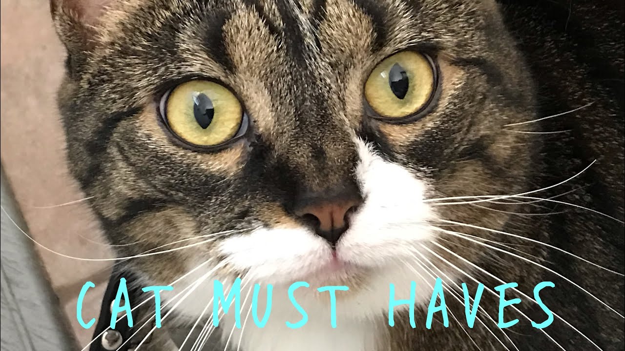 CAT MUST HAVES - YouTube