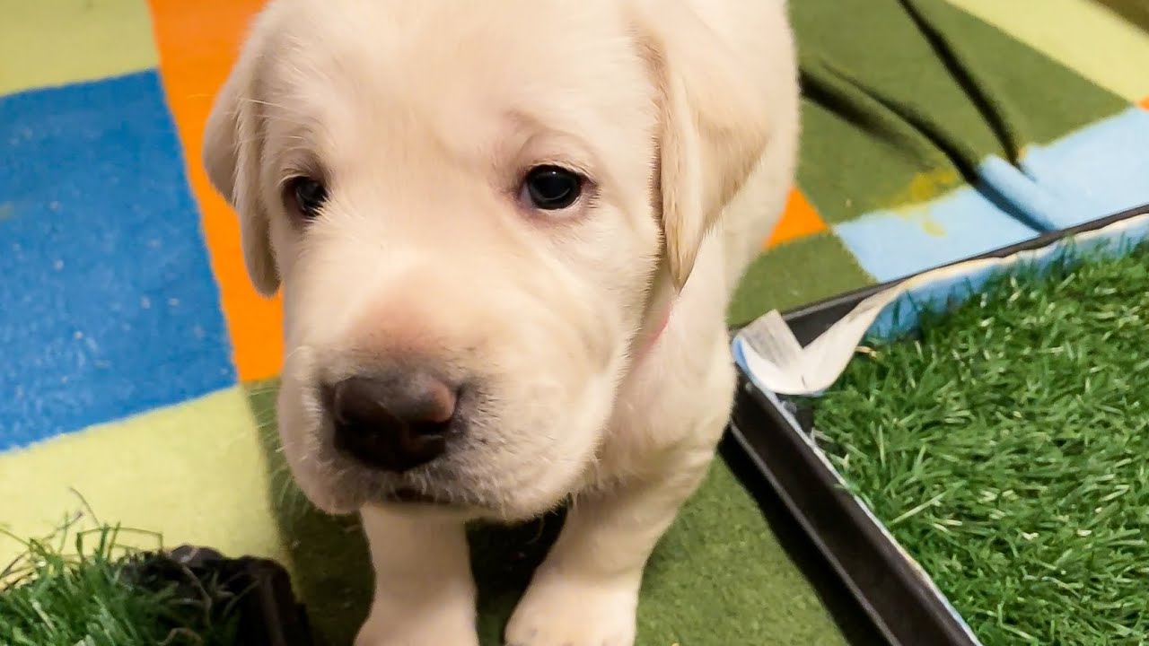 3 Week Old Therapy Puppies!! - YouTube