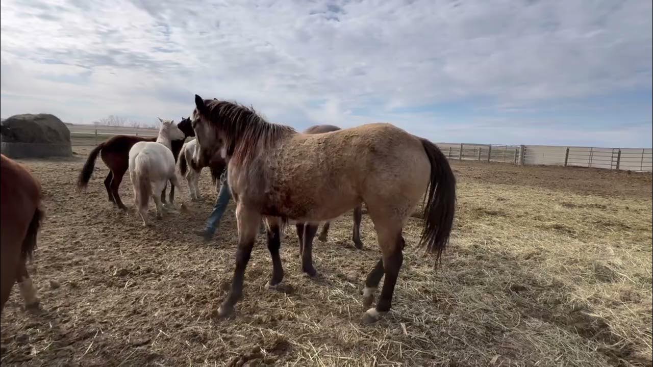 FF French Cats Kitty - 2022 AQHA Filly - Free Movement - YouTube