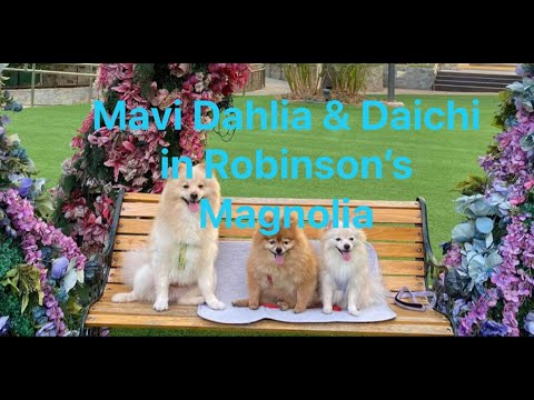 Mavi Dahlia & Daichi in Robinson's Magnolia Adventure - YouTube