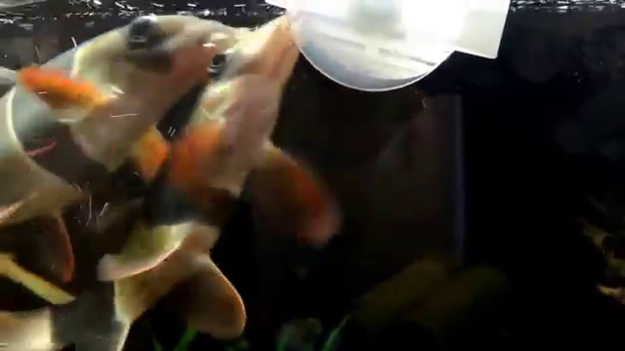 クラウンローチにフィーダーカップを試す Crown Roach eat bloodworm - YouTube