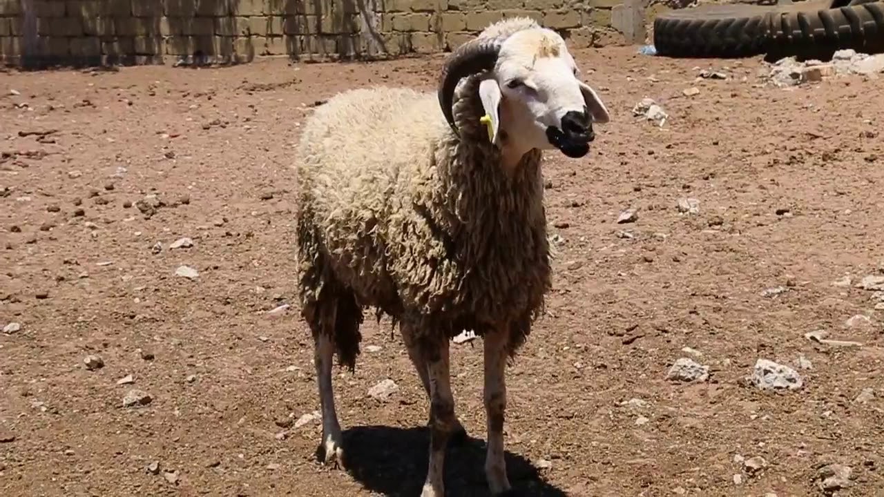 Mouton Sardi N° 2617 7831| SARDICOOL.MA - Plateforme de vente de ...