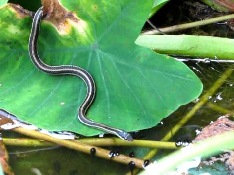 Baby Ribbon Snake on a Tadpole Hunt - YouTube