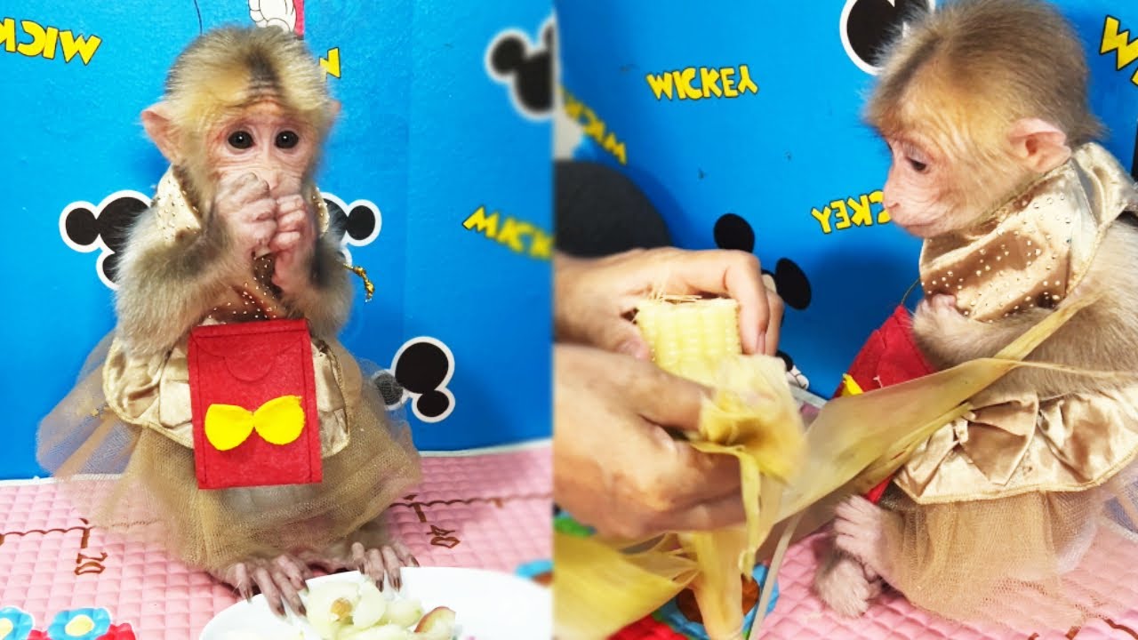 Mummy taking good care for daily life of lovely monkey Icy - YouTube