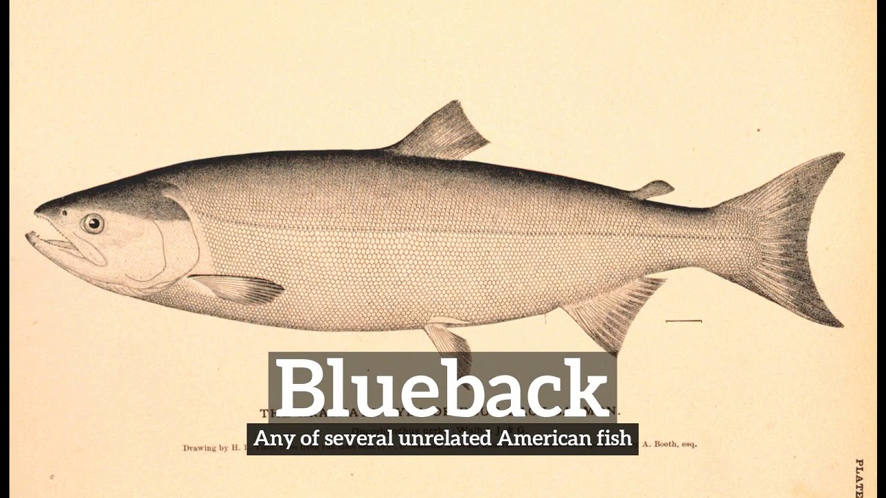 What is Blueback? | How Does Blueback Look? | How to Say Blueback in ...