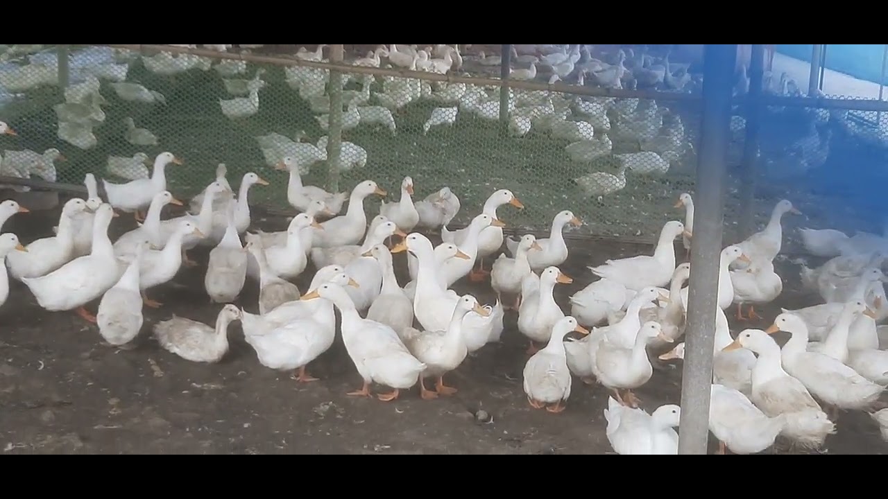 Visit to a White Peking Duck farm of Bangladesh. - YouTube