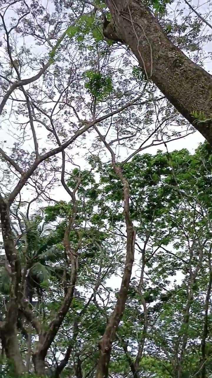 nature Anibong Pagsanjan#happy #satisfying #viral #trending #teambgm # ...