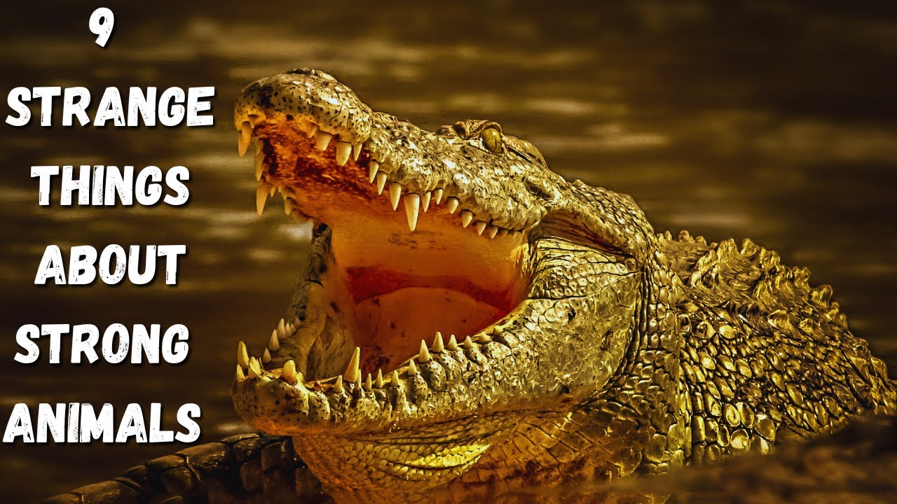 9 Strange Facts about Some of The Strong Animals On Earth. - YouTube