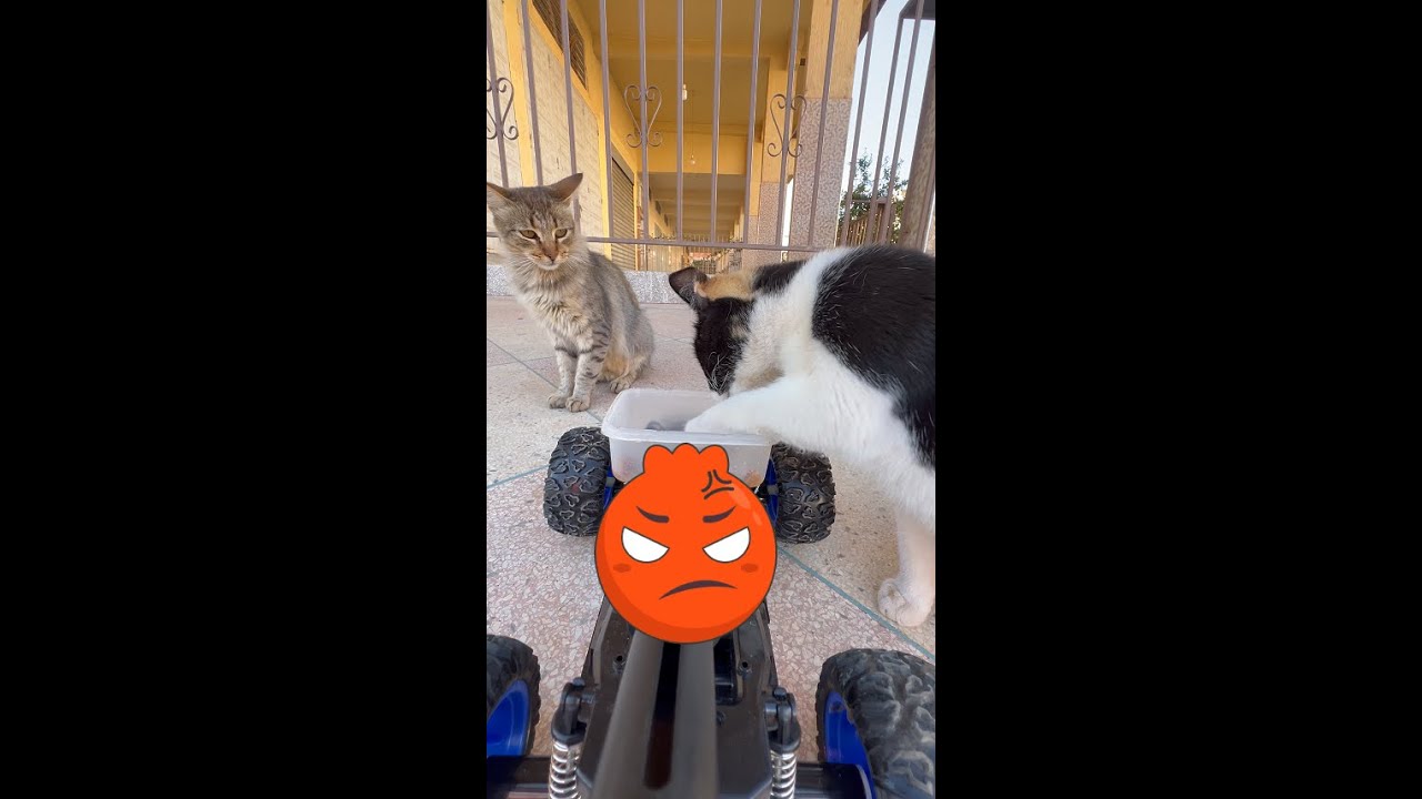Feeding Angry Stray Cats 🐾🍲 | Watch Their Heartwarming Transformation ...