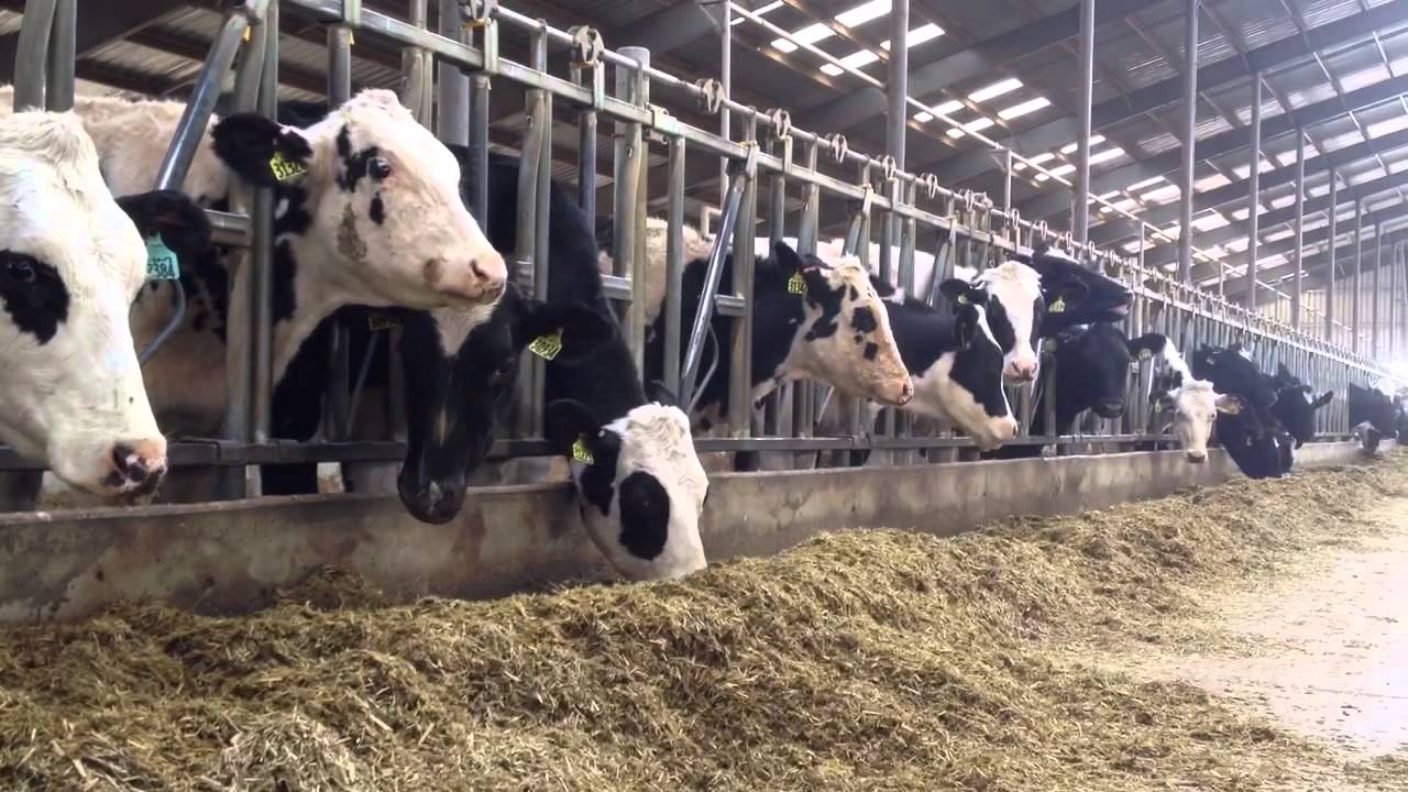 Some Hip Dairy Cows - YouTube