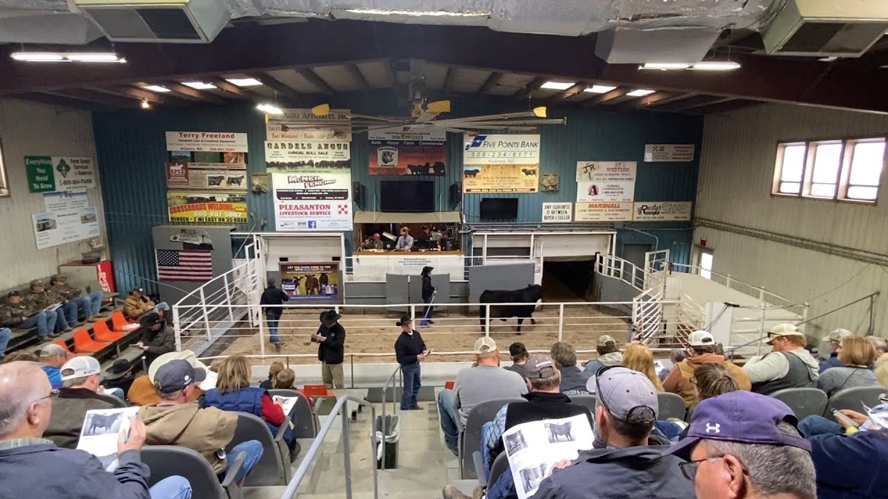 The Ranch's Bull Sale 2021! - YouTube