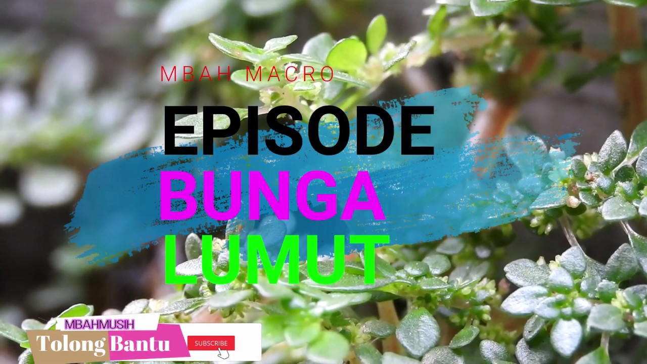 super macro Mode Episode Bunga Lumut Tumbuhan Terkecil Aja Ada Bunganya ...